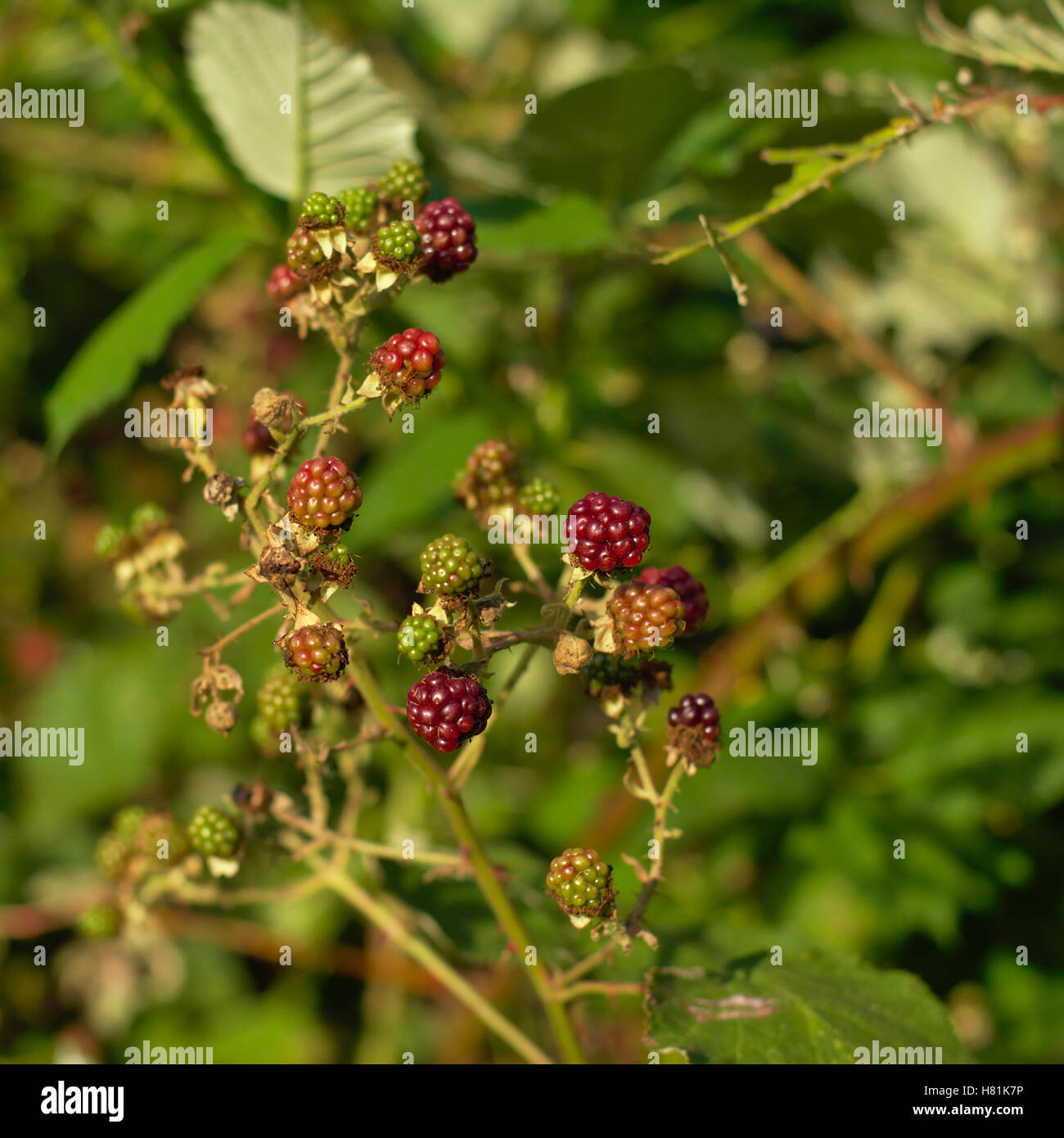 Unripe raspberries green hi-res stock photography and images - Alamy