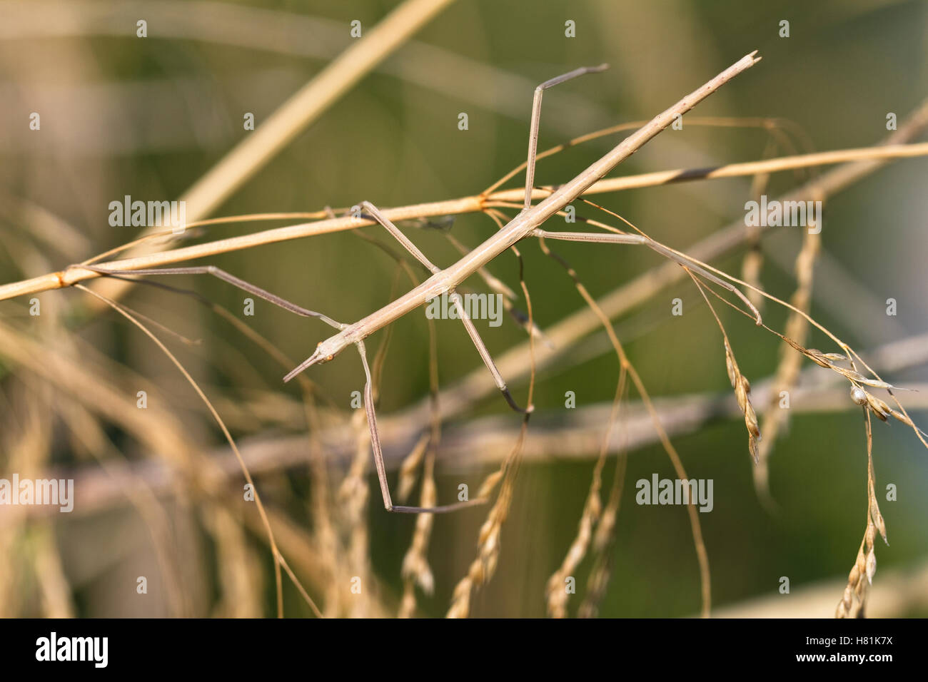 Stick Insect (Bacillus rossius) camouflaged on reed, Italy Stock Photo ...