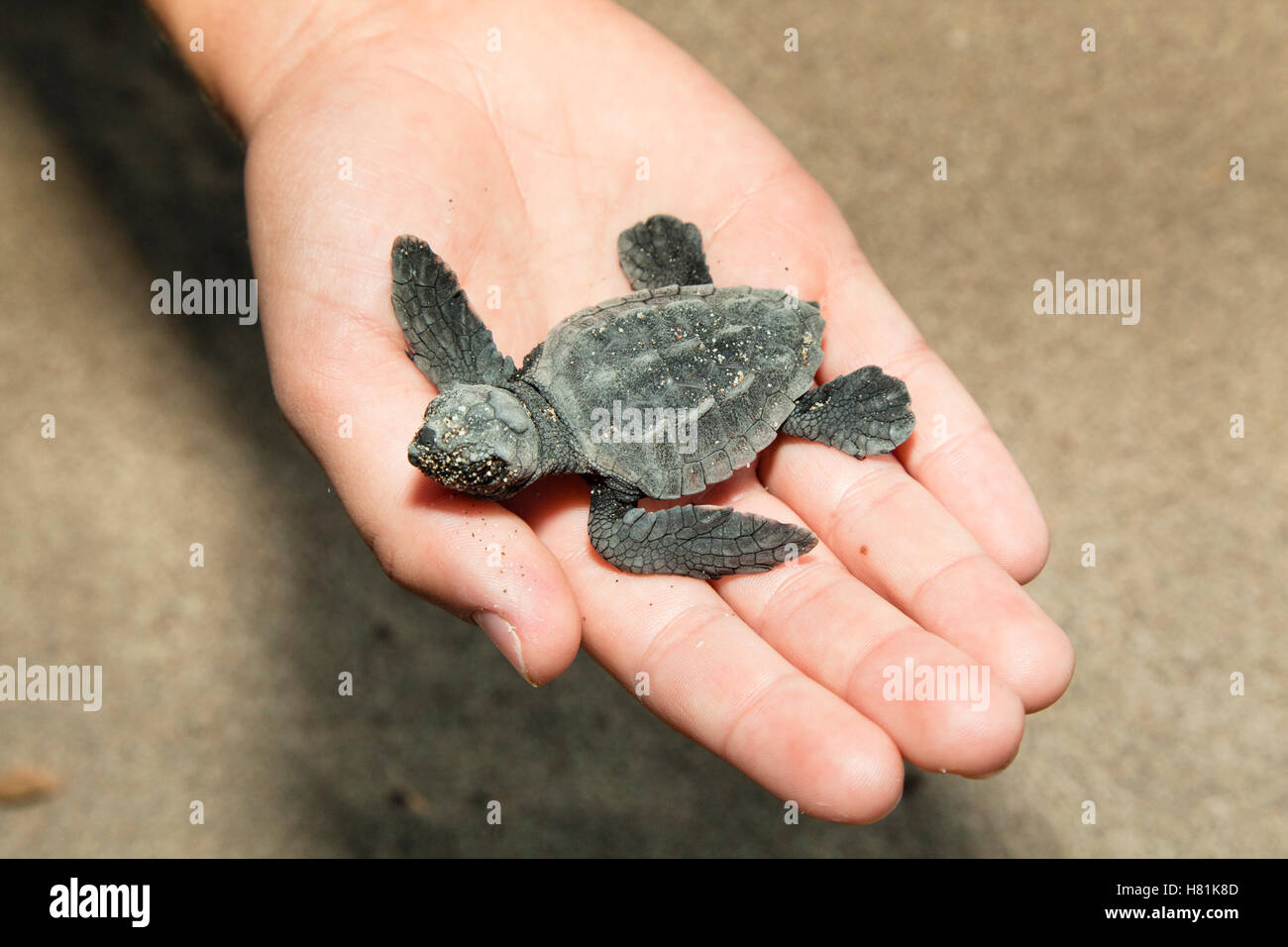 Loggerhead Sea Turtle (Caretta caretta) hatchling held by child, Lykia ...