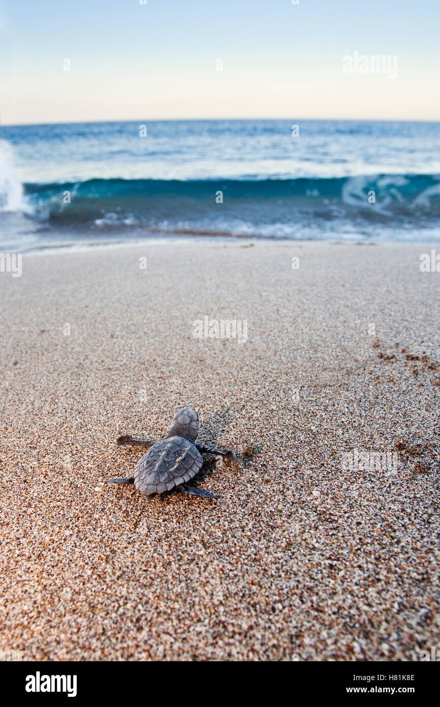 Loggerhead Sea Turtle (Caretta caretta) hatchling heading to sea, Lykia ...