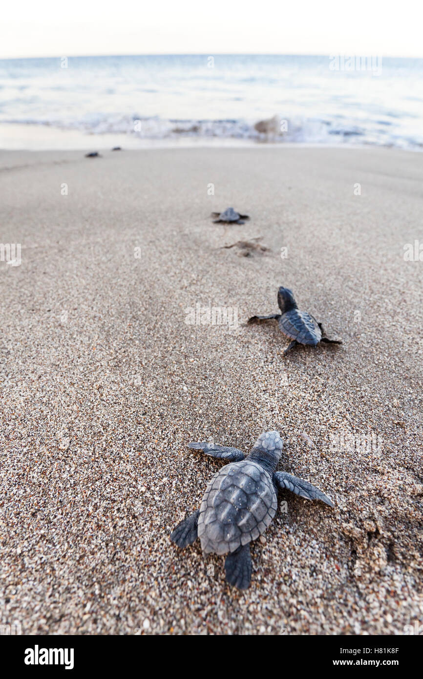 Loggerhead Sea Turtle (Caretta caretta) hatchlings heading to sea ...