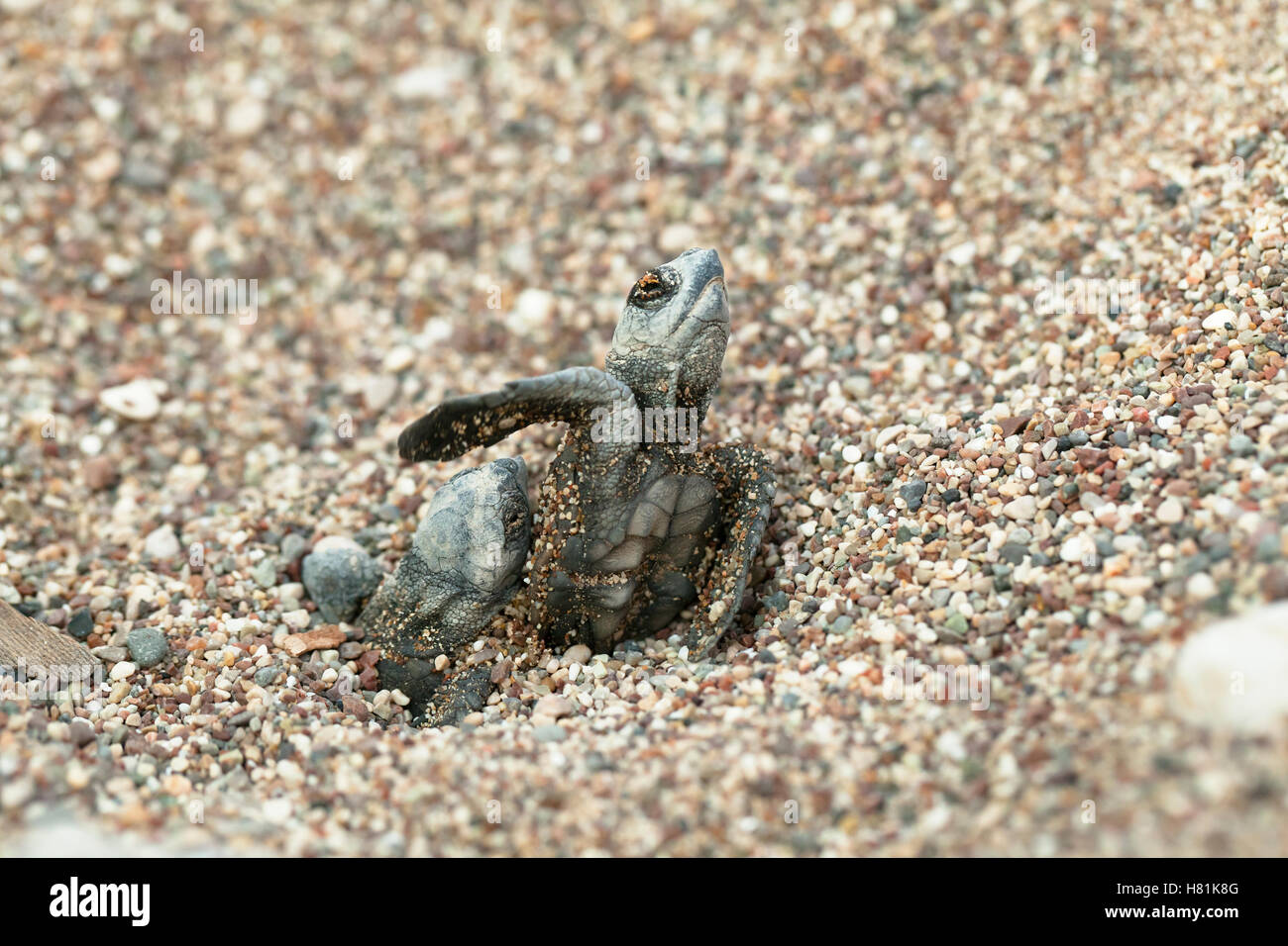 Loggerhead Sea Turtle (Caretta caretta) hatchlings emerging from sand ...