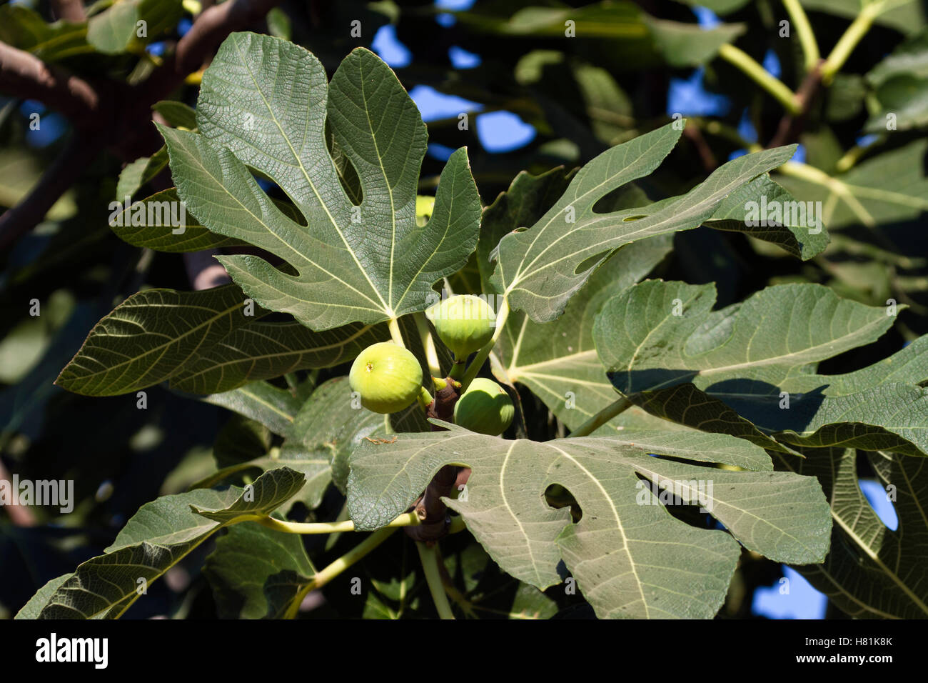 Common Fig (Ficus carica) fruiting, Europe Stock Photo - Alamy