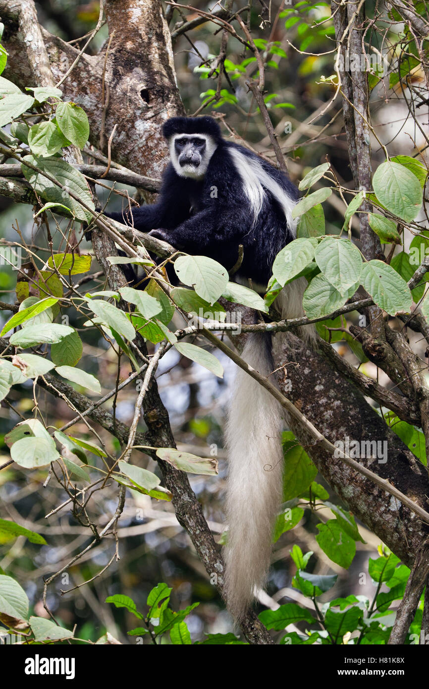 Mantled Colobus (Colobus guereza), Arusha National Park, Tanzania Stock ...