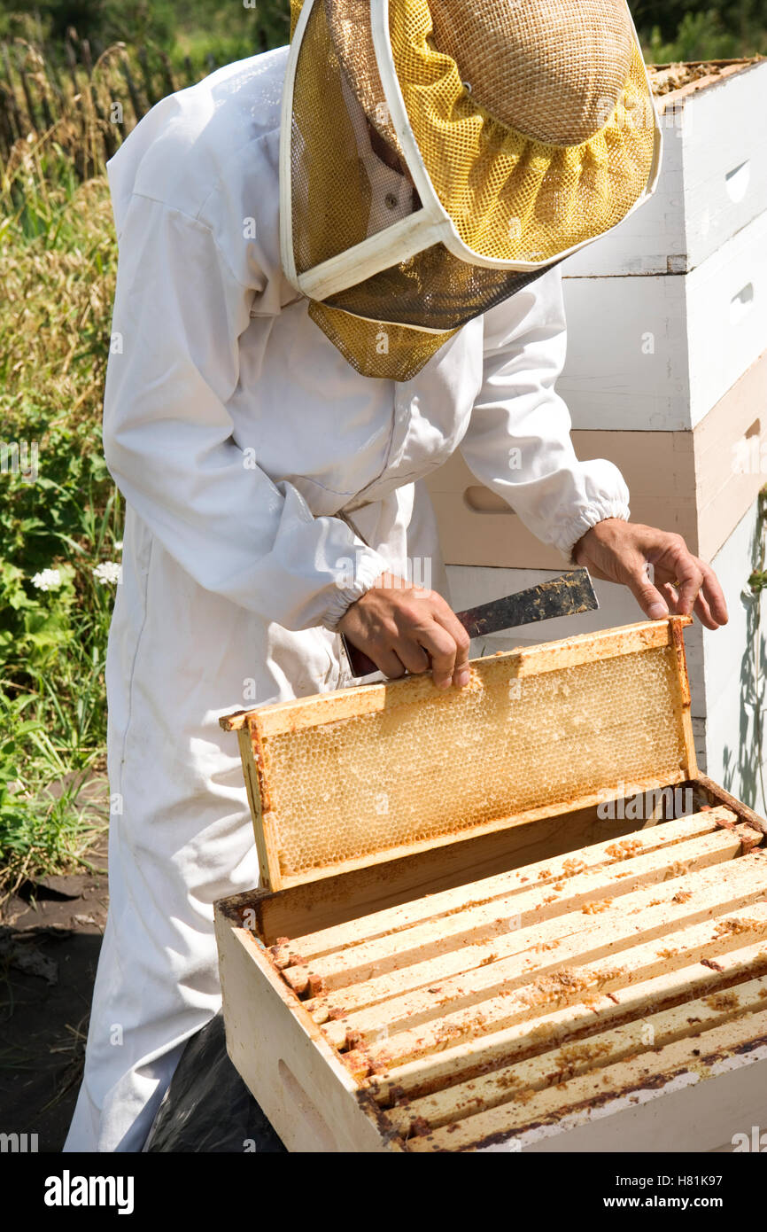 beekeeper collecting honey Stock Photo - Alamy