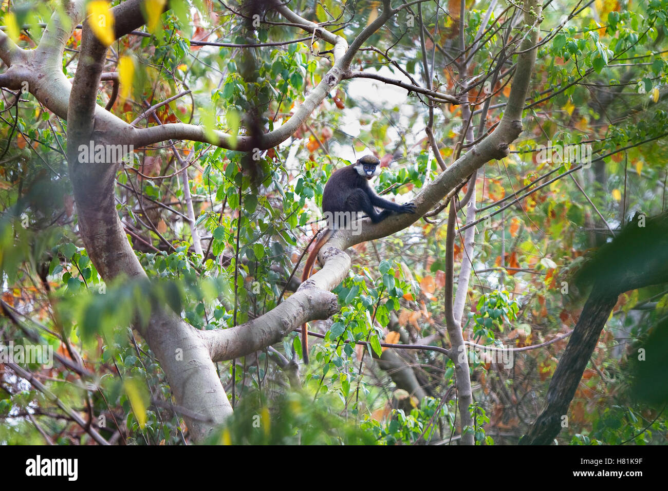 Red-tail Monkey (Cercopithecus ascanius) in tree, Mahale Mountains ...