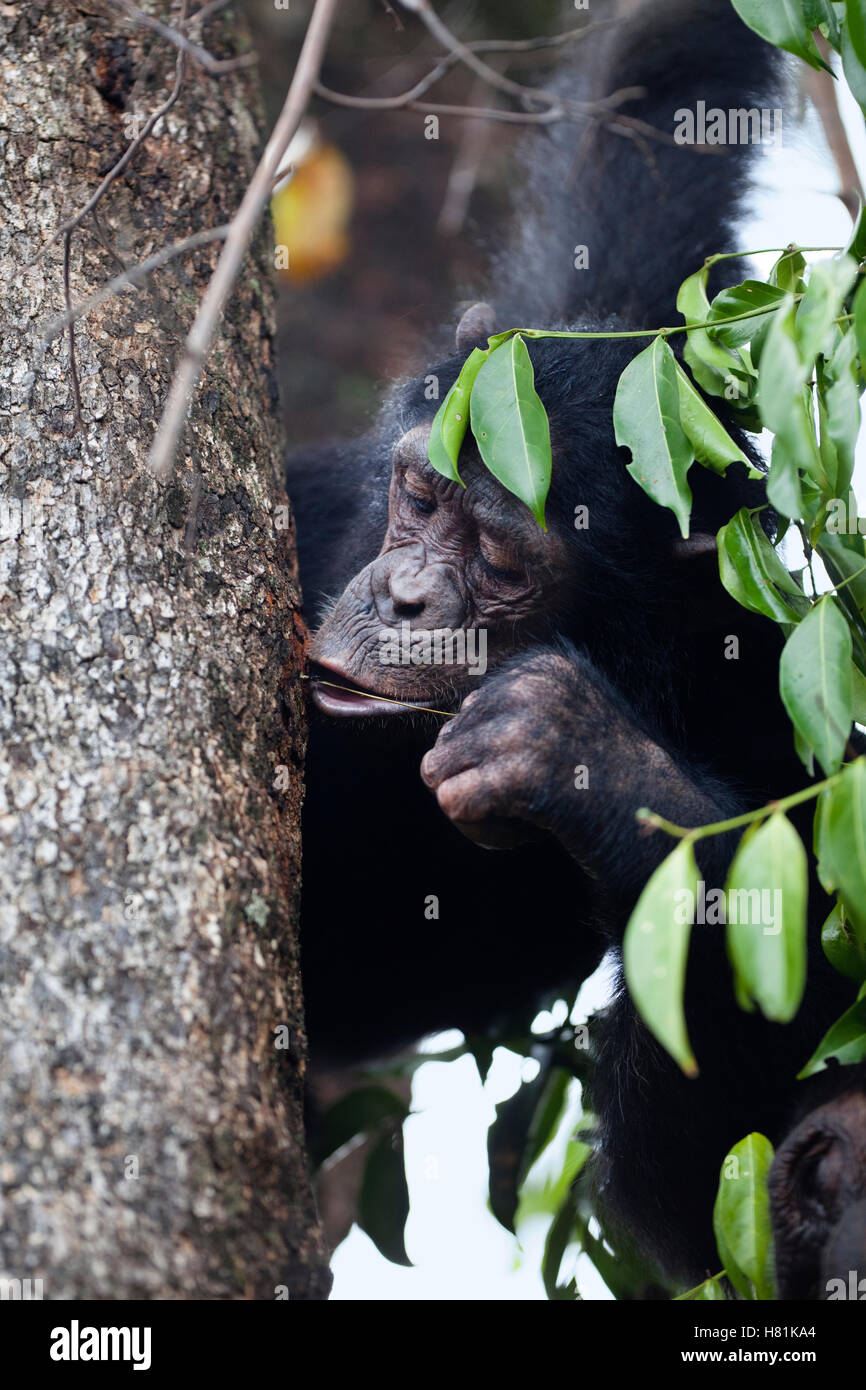 Chimpanzee (Pan troglodytes) fishing for ants with stick, Mahale ...