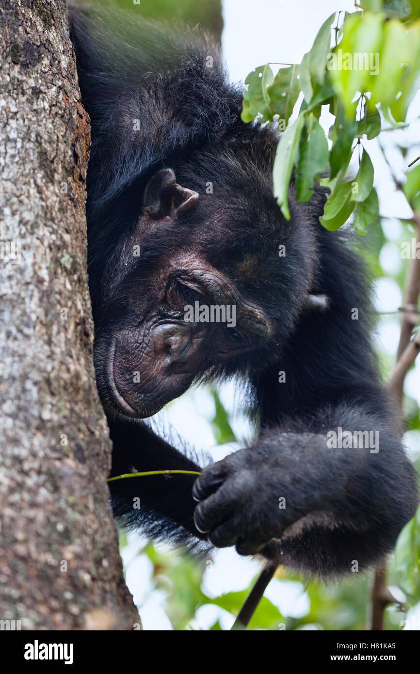 Chimpanzee (Pan troglodytes) fishing for ants with stick, Mahale ...