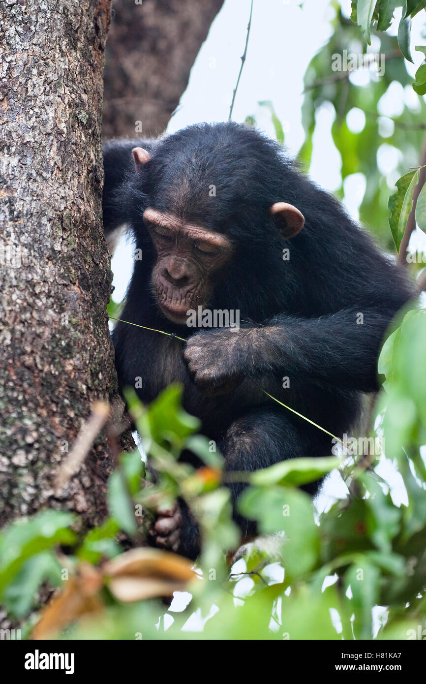 Chimpanzee (Pan troglodytes) young fishing for ants with stick, Mahale ...