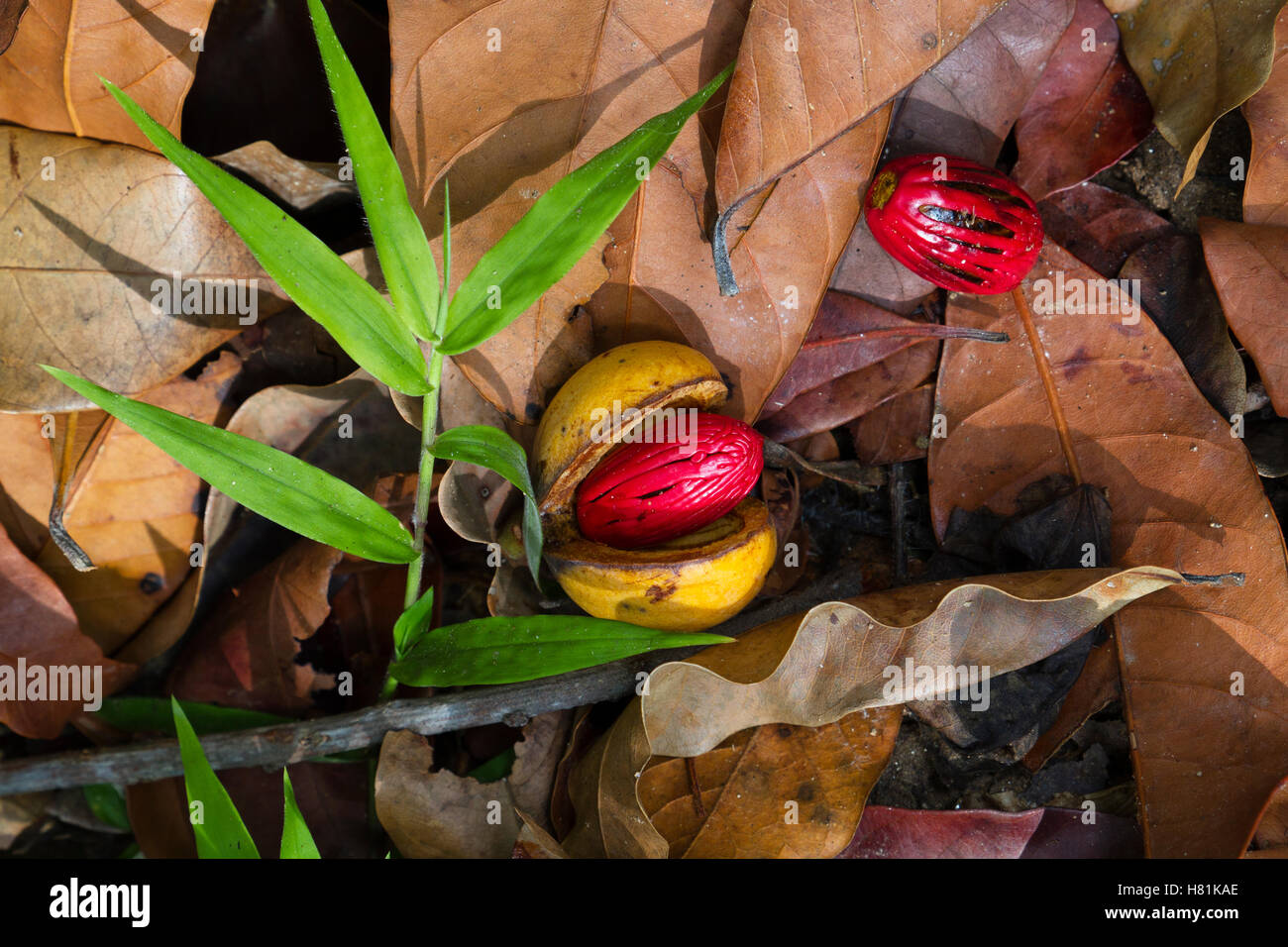 Ilomba (Pycnanthus angolensis) fruit on rainforest floor, Mahale ...