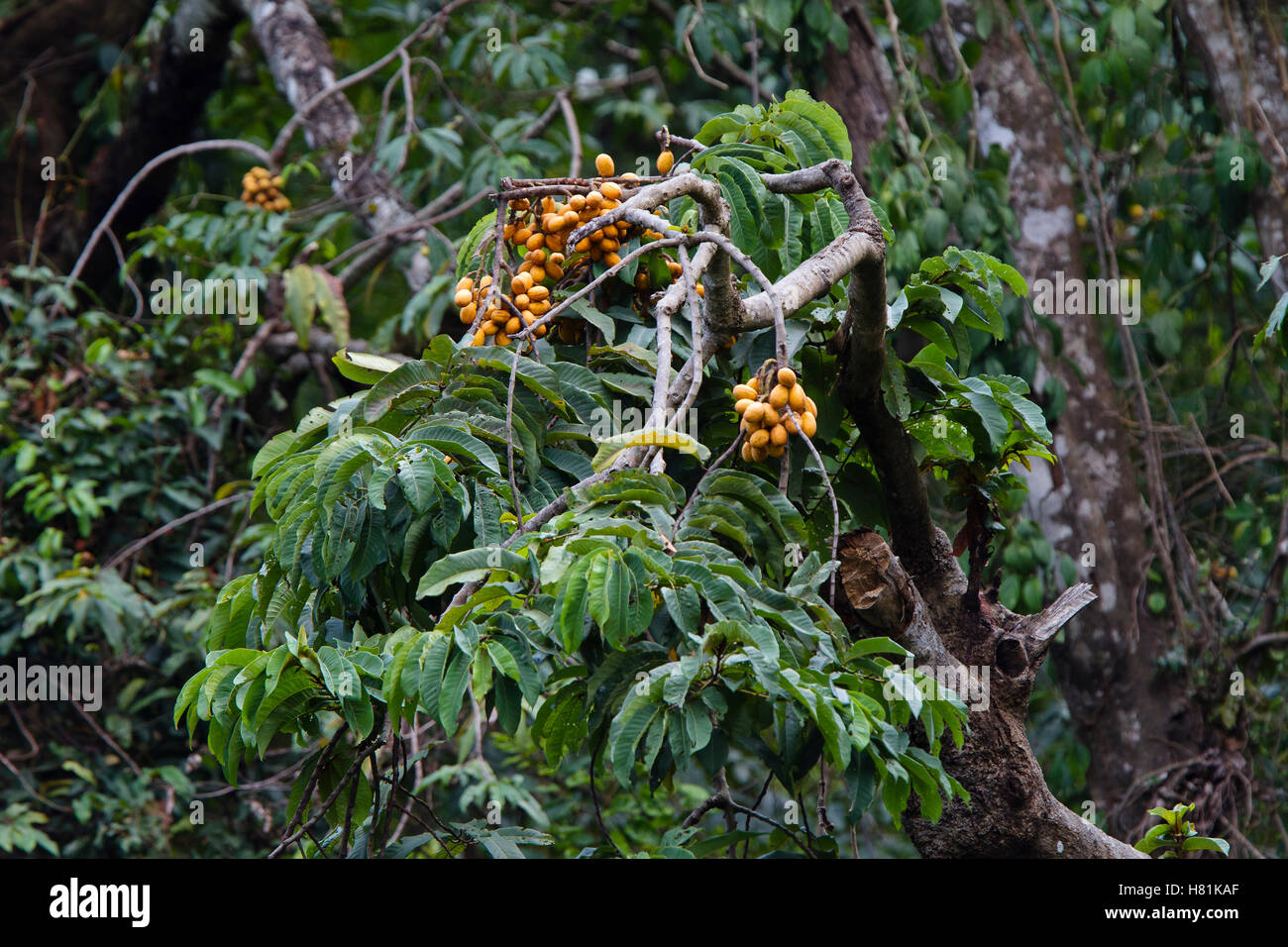 Ilomba (Pycnanthus angolensis) fruit in rainforest, Mahale Mountains ...