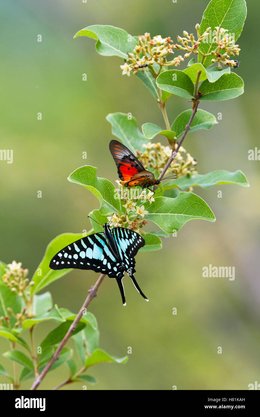 Small Striped Swordtail (Graphium policenes) and Nymphalid Butterfly ...