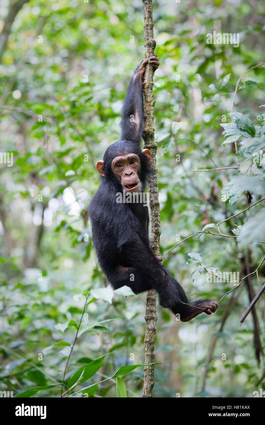 Chimpanzee climbing hi-res stock photography and images - Alamy