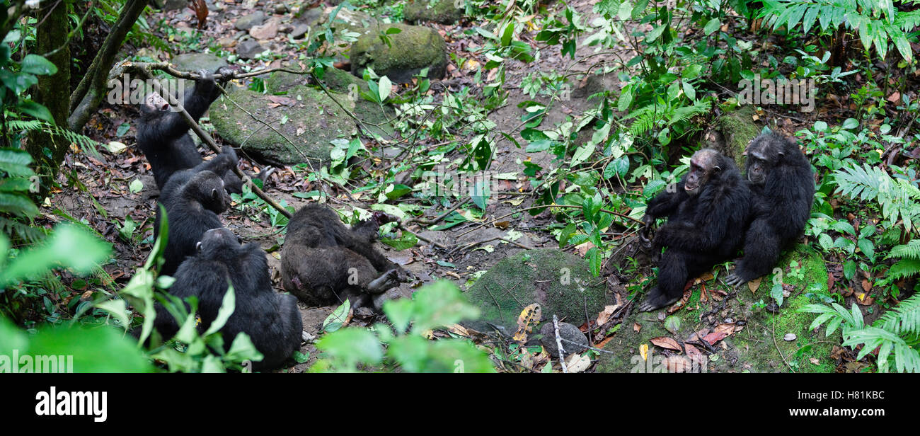 Chimpanzee (Pan troglodytes) males after deadly fight sitting around ...