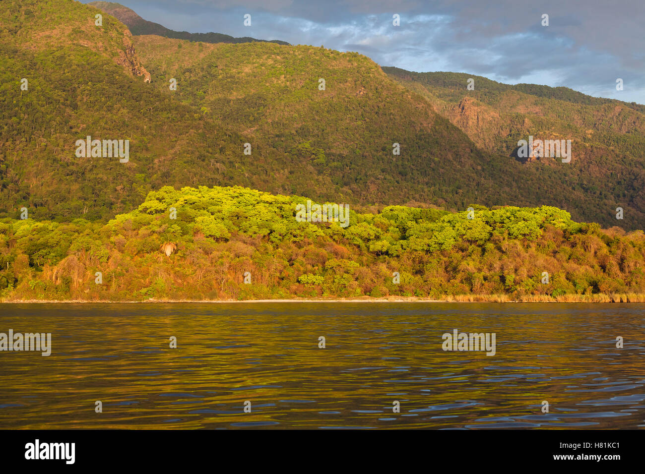 Deciduous forest on shore of Lake Tanganyika, Mahale Mountains National ...