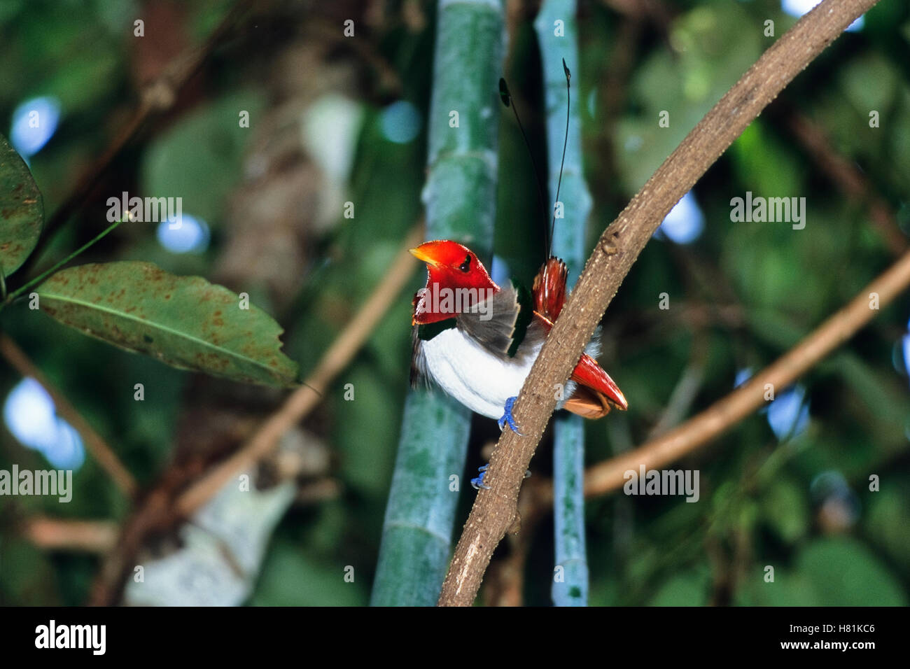 King Bird-of-paradise (Cicinnurus regius) male displaying, Irian Jaya ...