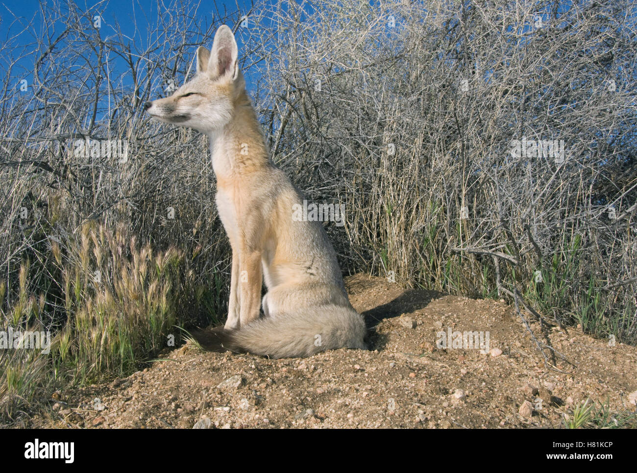 San Joaquin Kit Fox (Vulpes macrotis mutica) relaxing in sun, Carrizo ...