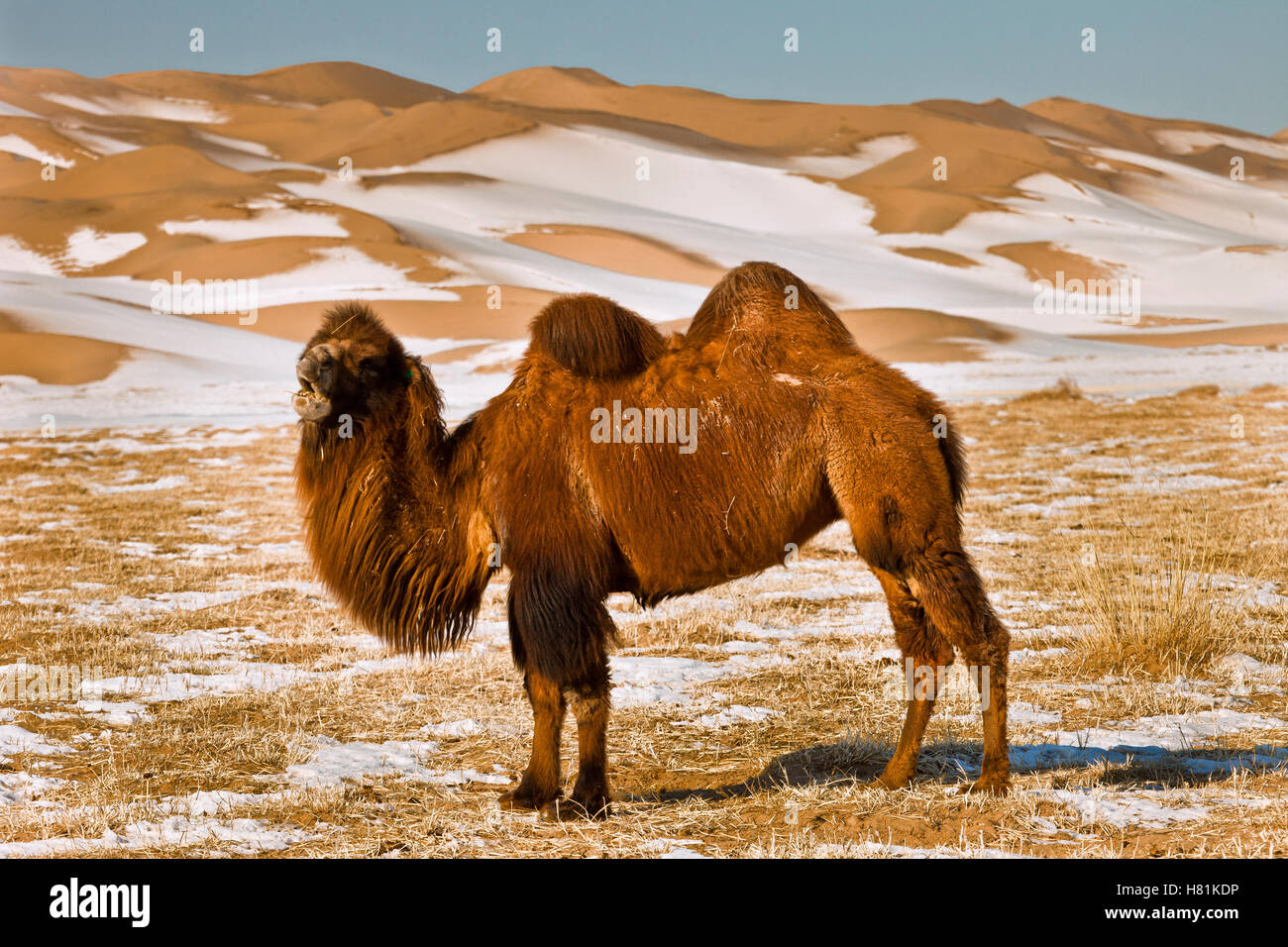 Bactrian Camel (Camelus bactrianus) grazing during winter, Khongor Sand ...