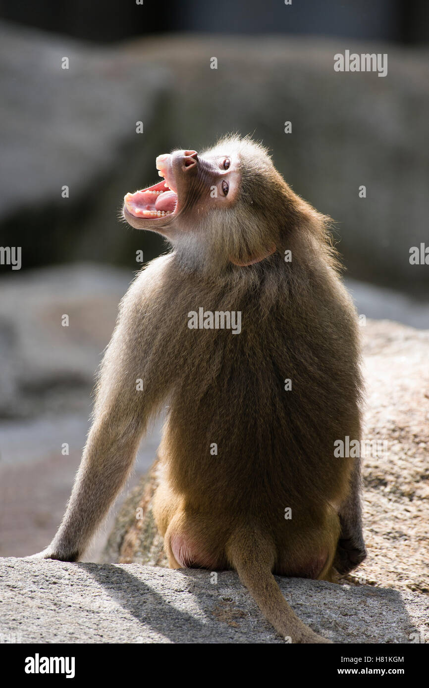 Hamadryas Baboon (Papio hamadryas) in defensive posture, Ethiopia Stock ...