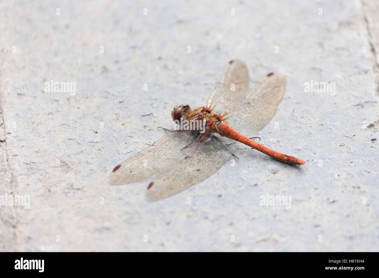 Wildlife, dragonfly, male, common red darter (Sympetrum striolatum ...
