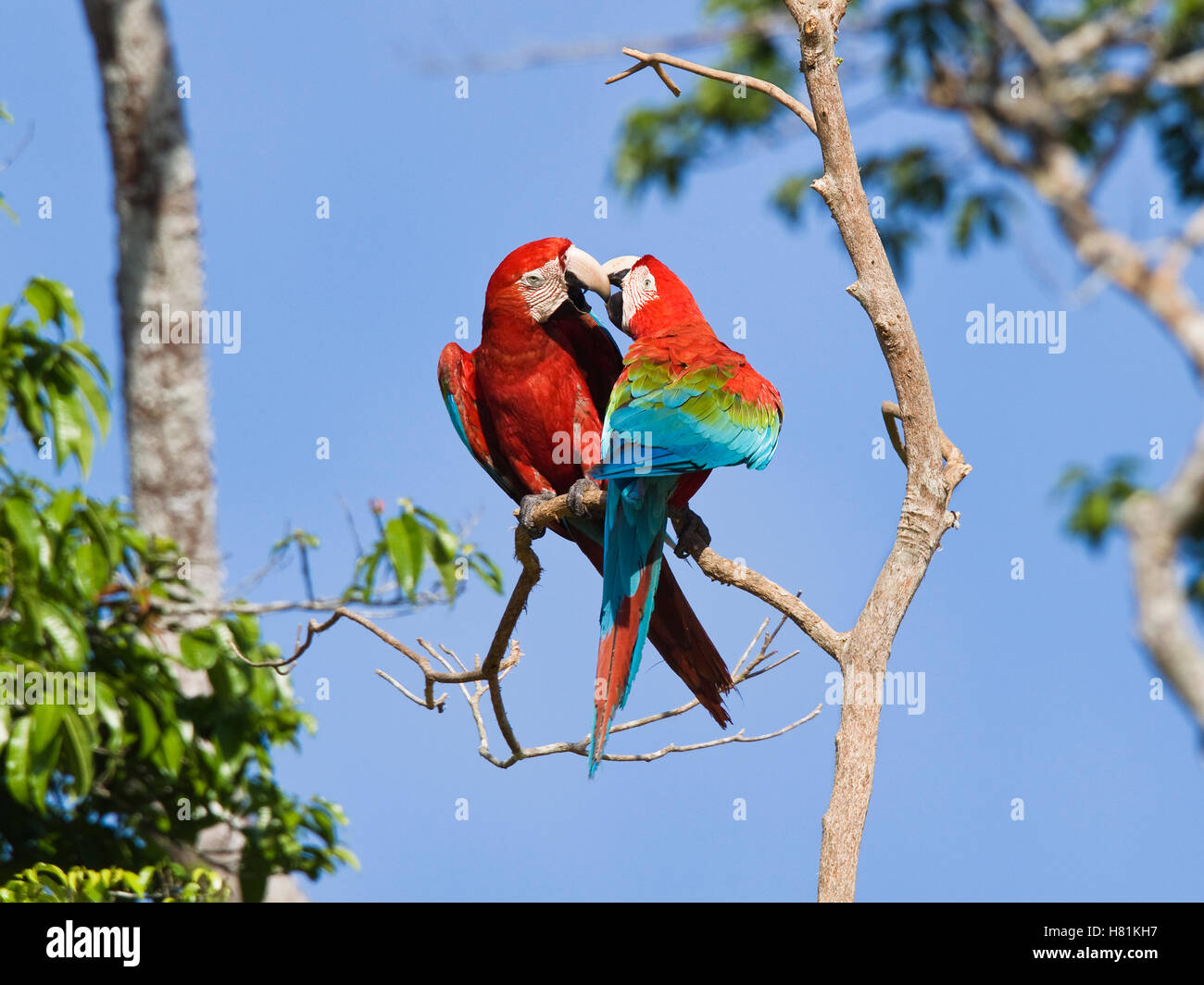Red and Green Macaw (Ara chloroptera) pair courting, Tambopata National ...