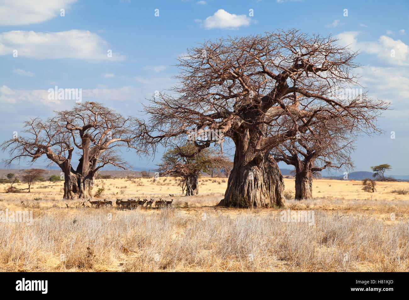 Baobab (Adansonia digitata) trees, Ruaha National Park, Tanzania Stock ...