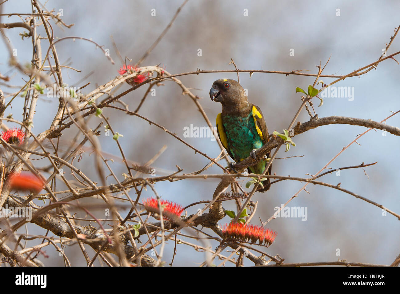 Meyer's Parrot (Poicephalus meyeri), Ruaha National Park, Tanzania ...