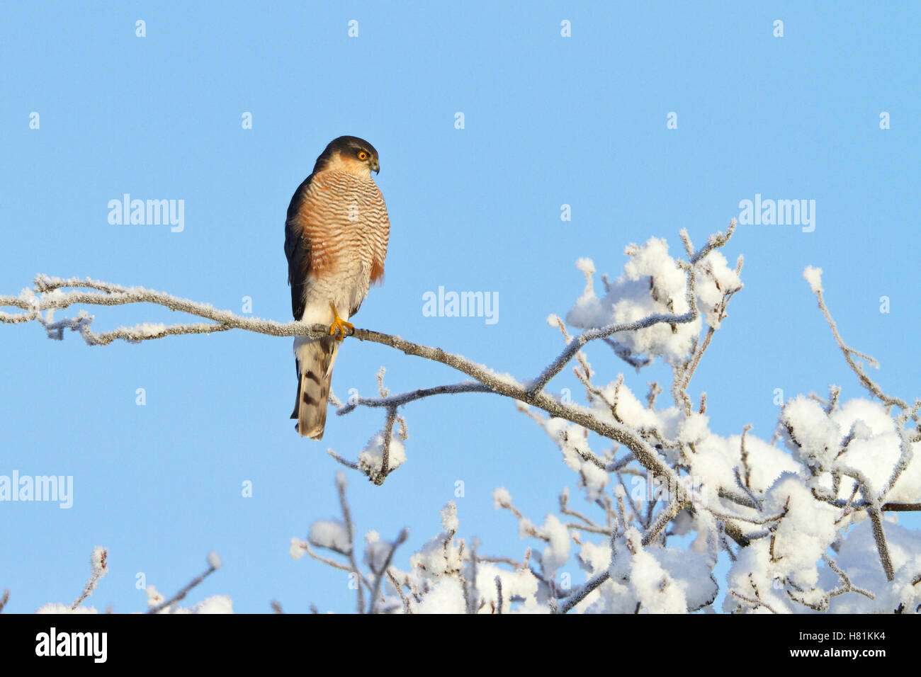 Eurasian Sparrowhawk (Accipiter nisus) male in winter, Upper Bavaria ...