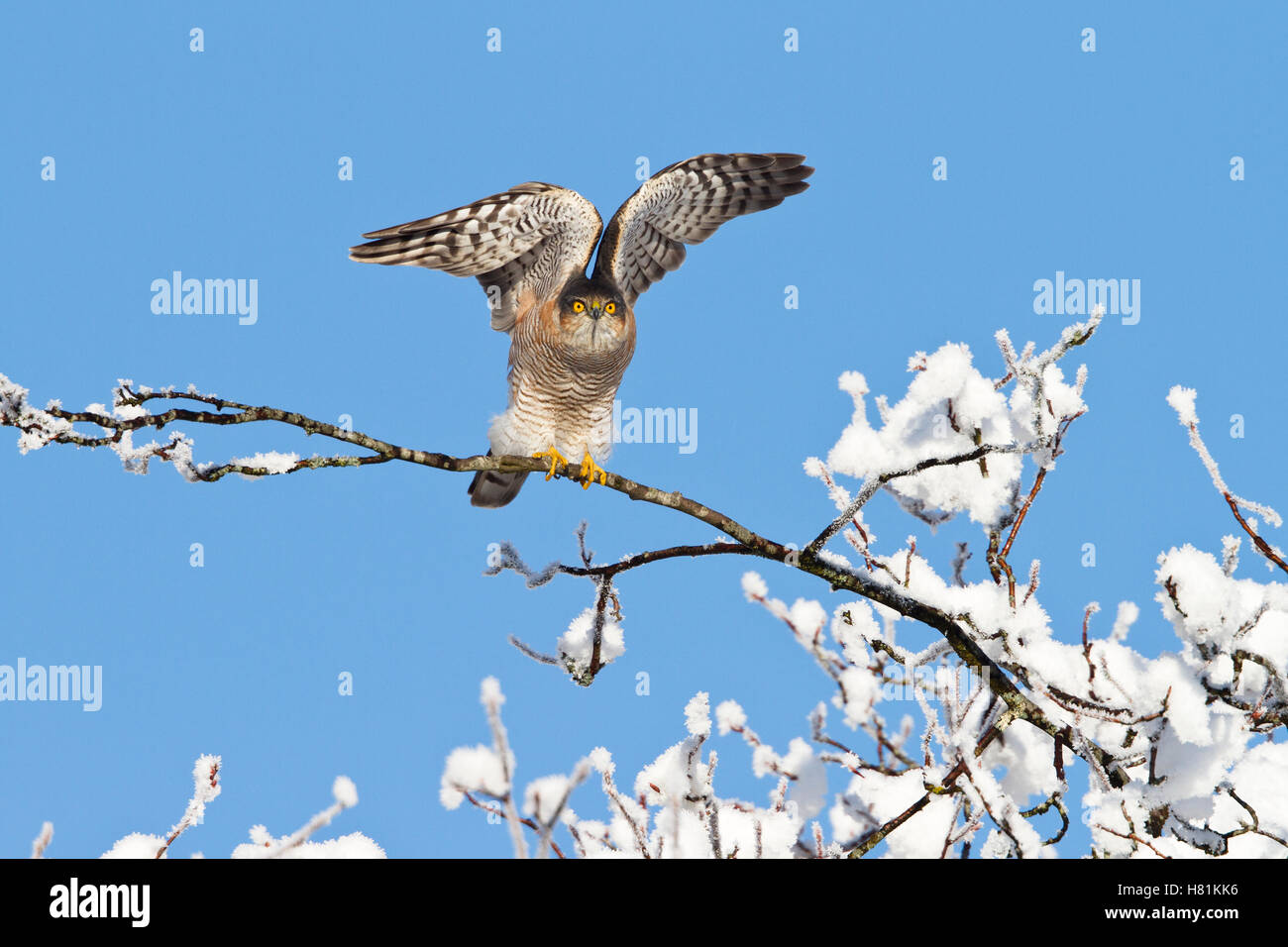 Eurasian Sparrowhawk (Accipiter nisus) male taking flight in winter ...
