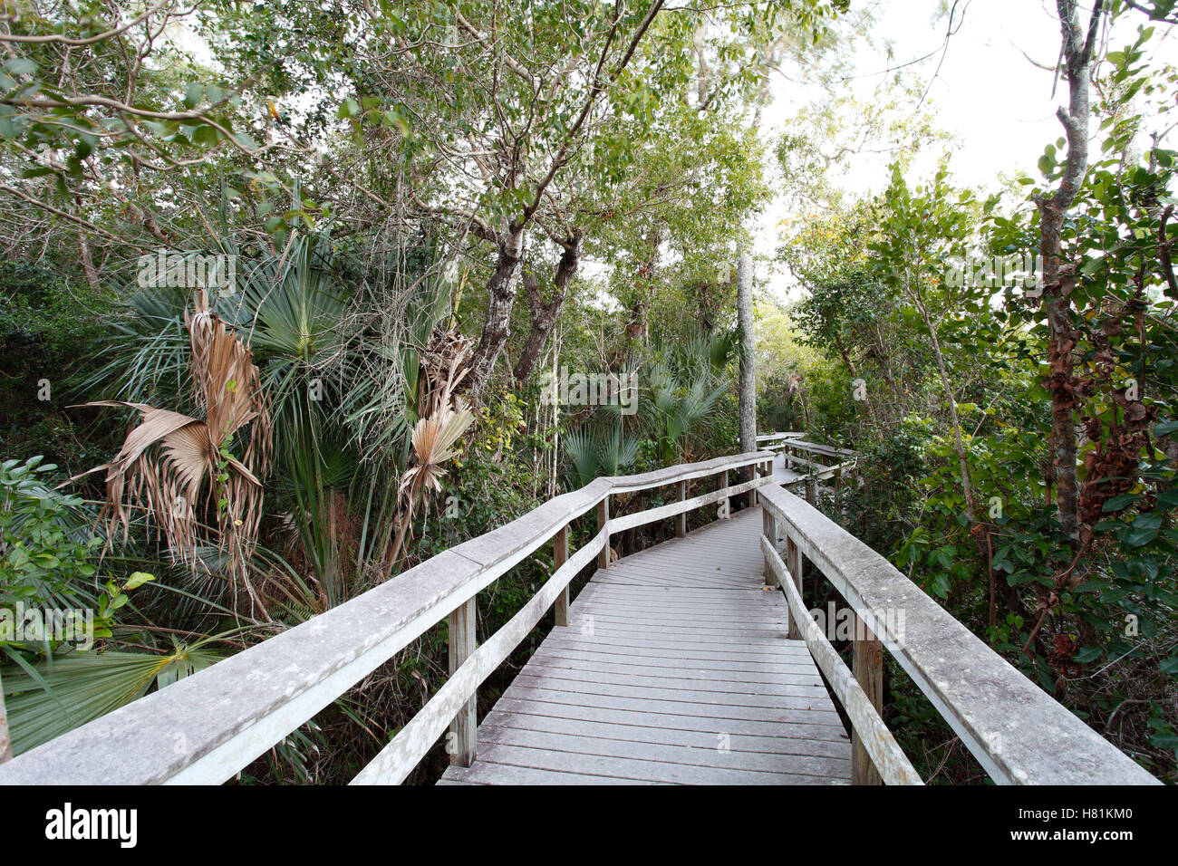 Boardwalk in swamp, Everglades National Park, Florida Stock Photo - Alamy