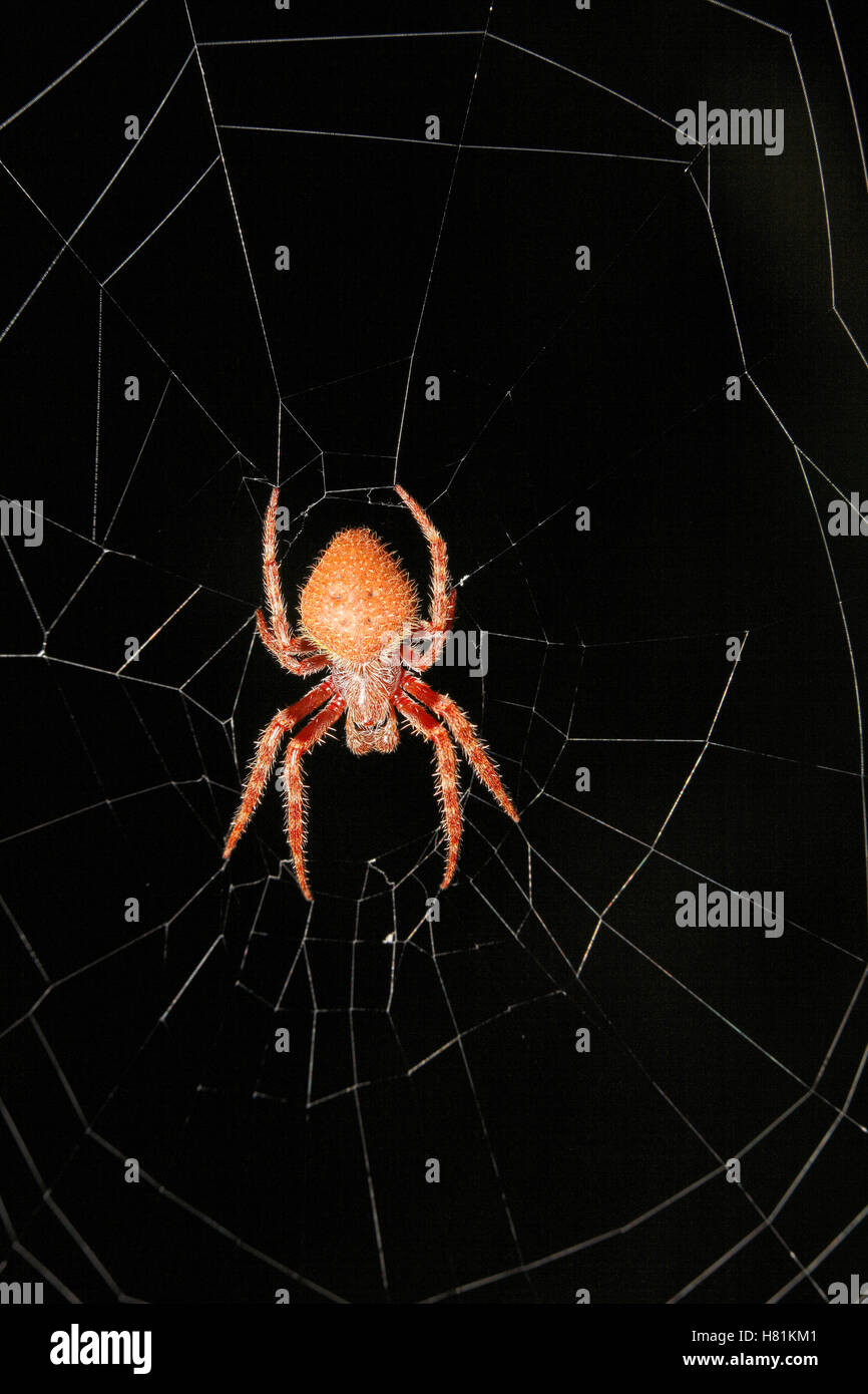 Orb-weaver Spider (Eriophora ravilla) female in web at night ...