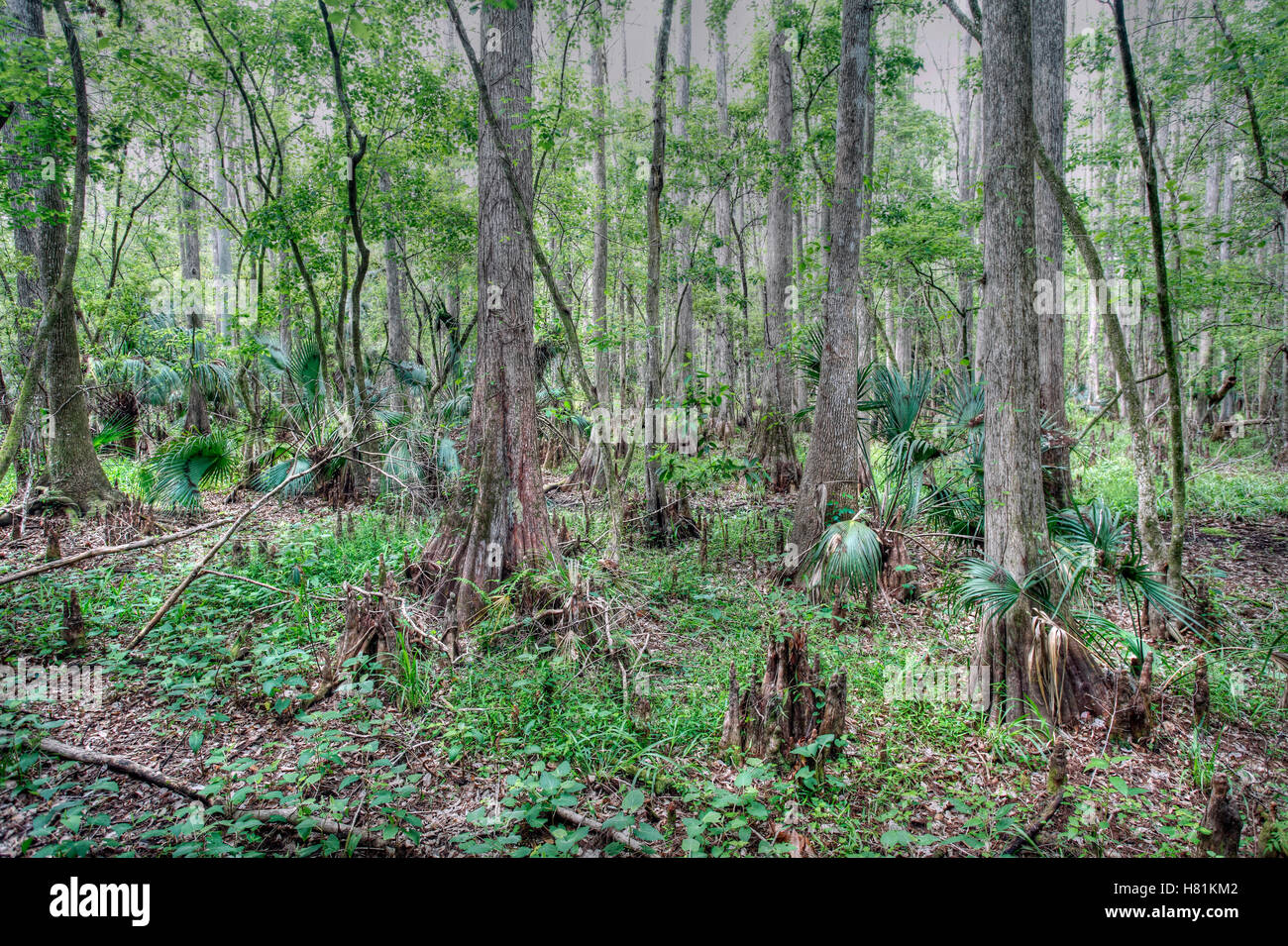 Bald Cypress (Taxodium distichum) trees in swamp, Highlands Hammock ...