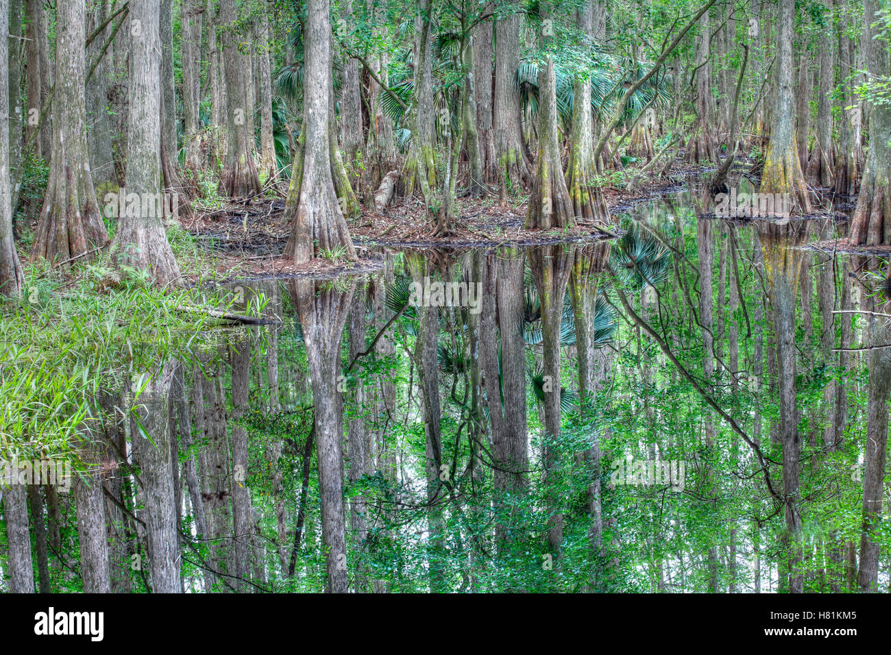 Bald Cypress (Taxodium distichum) trees in flooded swamp, Highlands ...