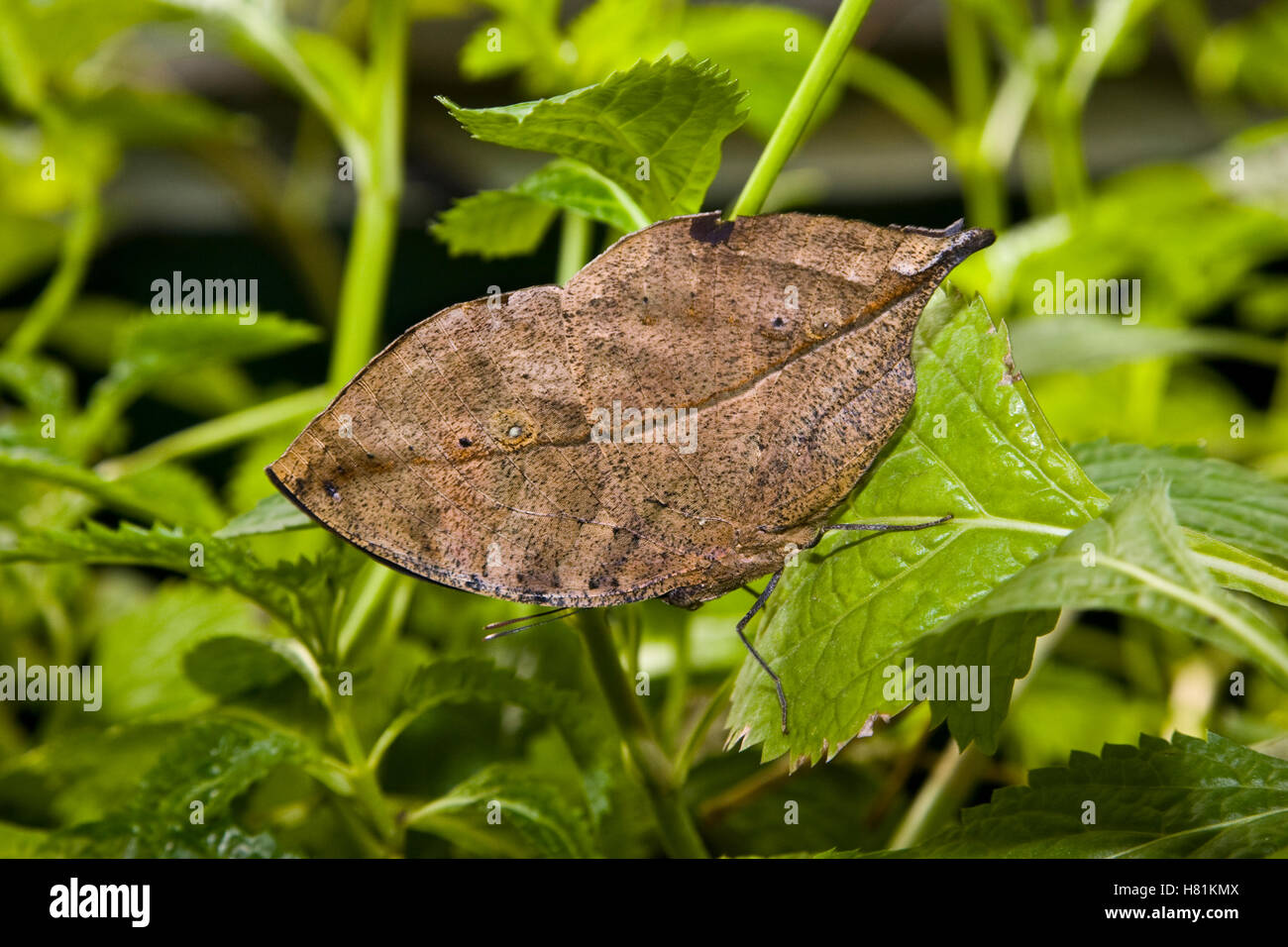 Angled Leafwing (Anaea glycerium) butterfly mimics dead leaf, Tucson ...