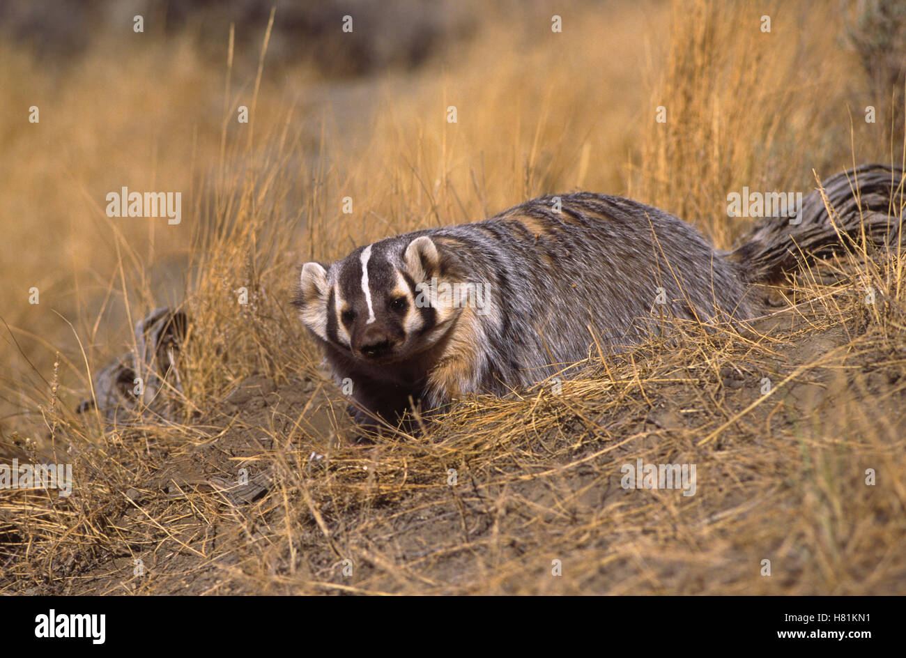 American Badger (Taxidea taxus), Montana Stock Photo - Alamy
