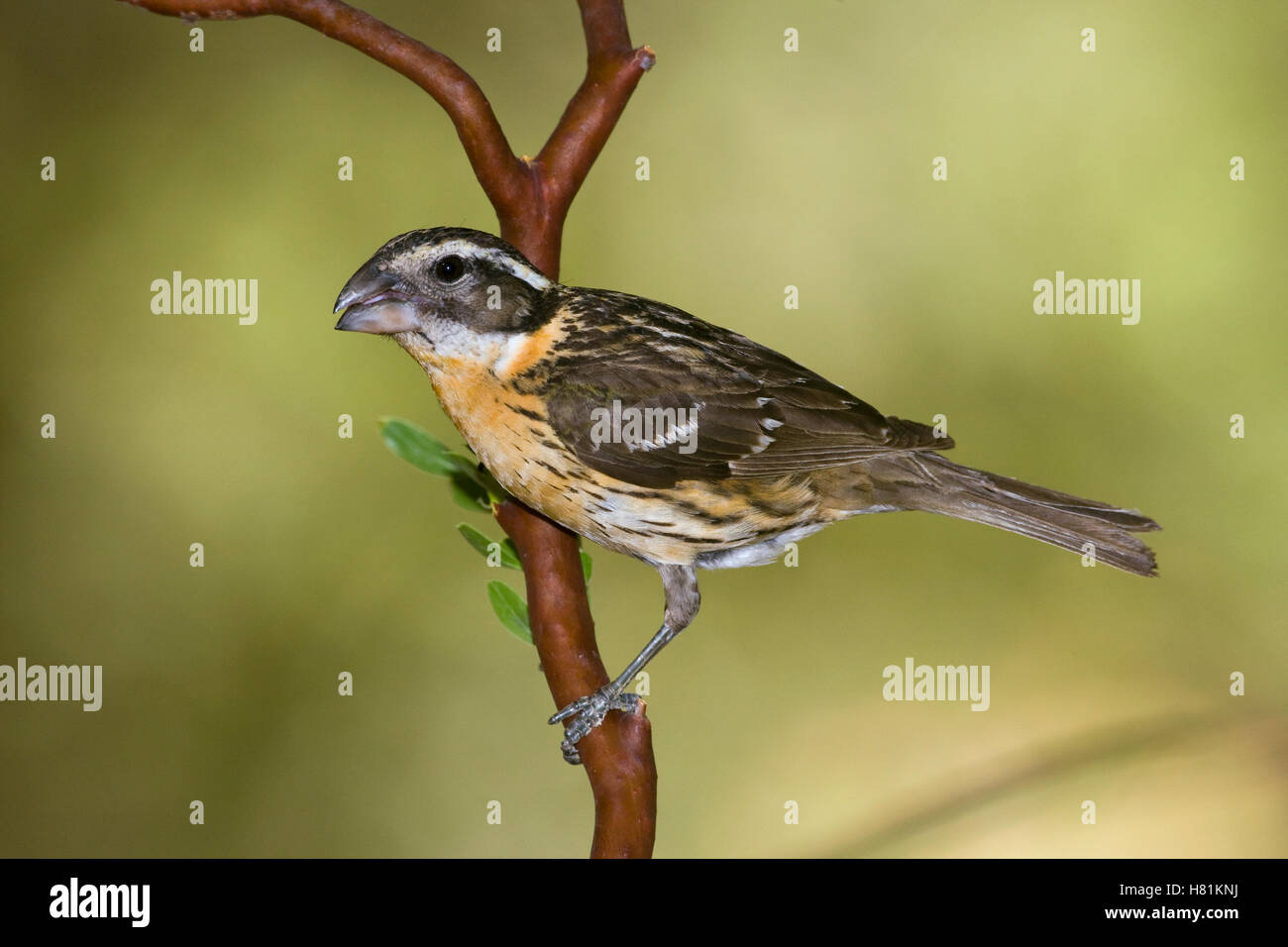 Black-headed Grosbeak (Pheucticus melanocephalus) female, North America ...