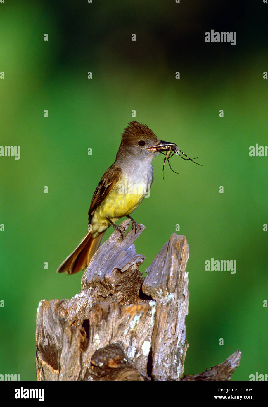 Brown-crested Flycatcher (Myiarchus tyrannulus) with spider prey, Texas ...