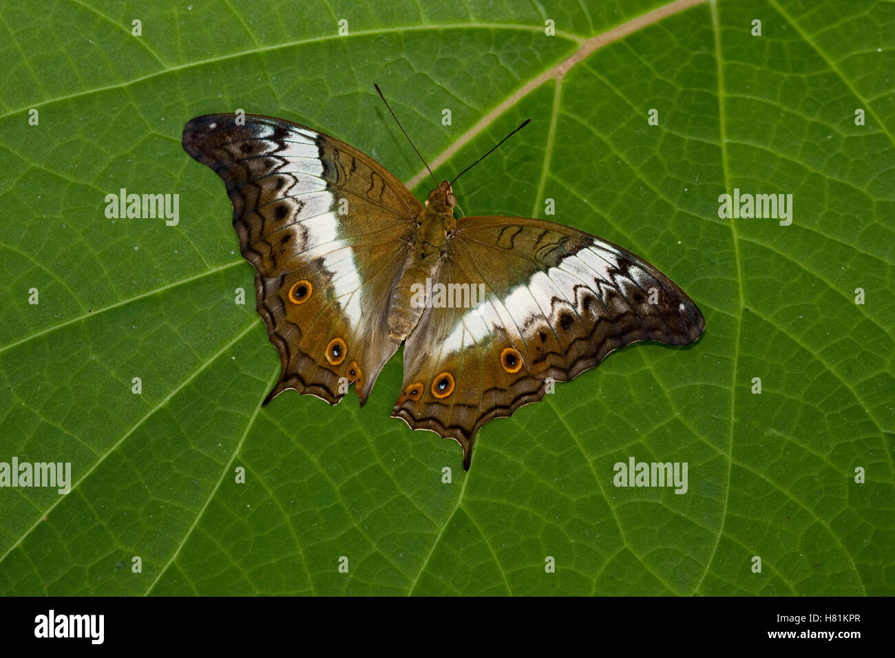Swallowtail (Papilionidae) butterfly, Tucson, Arizona Stock Photo - Alamy