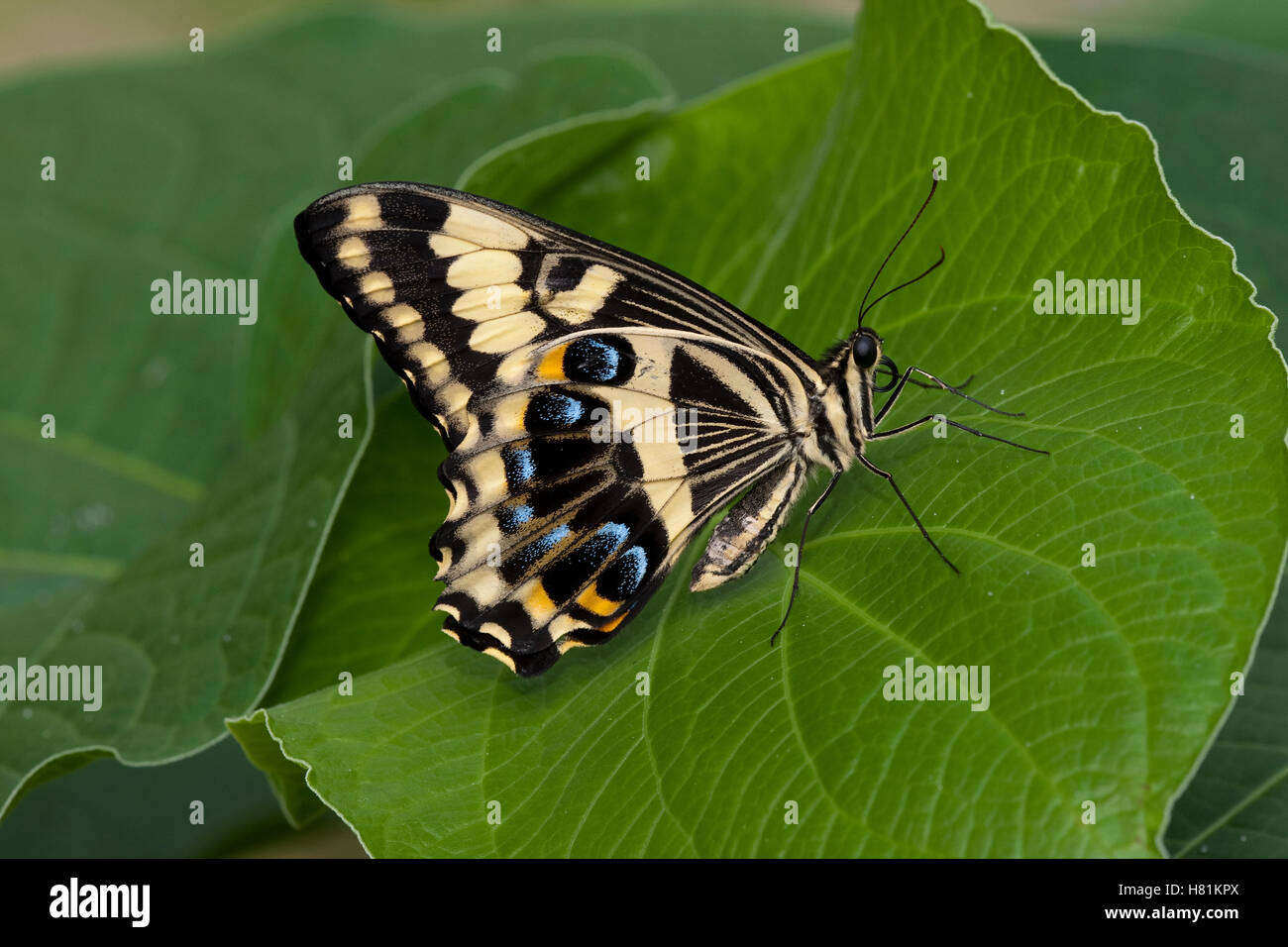 Swallowtail (Papilionidae) butterfly, Tucson, Arizona Stock Photo - Alamy