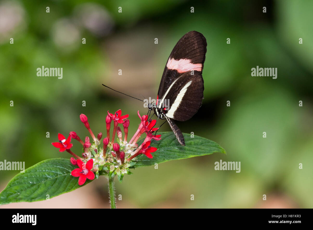 Nymphalid Butterfly (Nymphalidae) feeding on flower nectar, Tucson ...