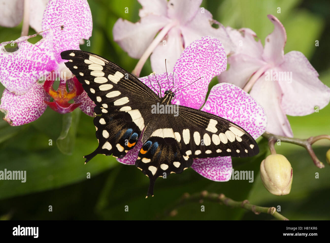 Emperor Swallowtail (Papilio ophidicephalus) butterfly, Tucson, Arizona ...