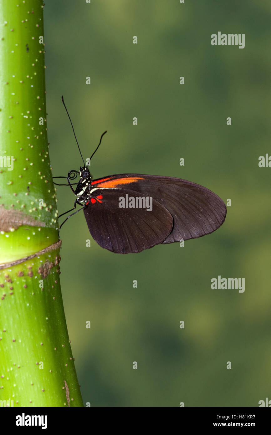 Nymphalid Butterfly (Nymphalidae), Tucson, Arizona Stock Photo - Alamy