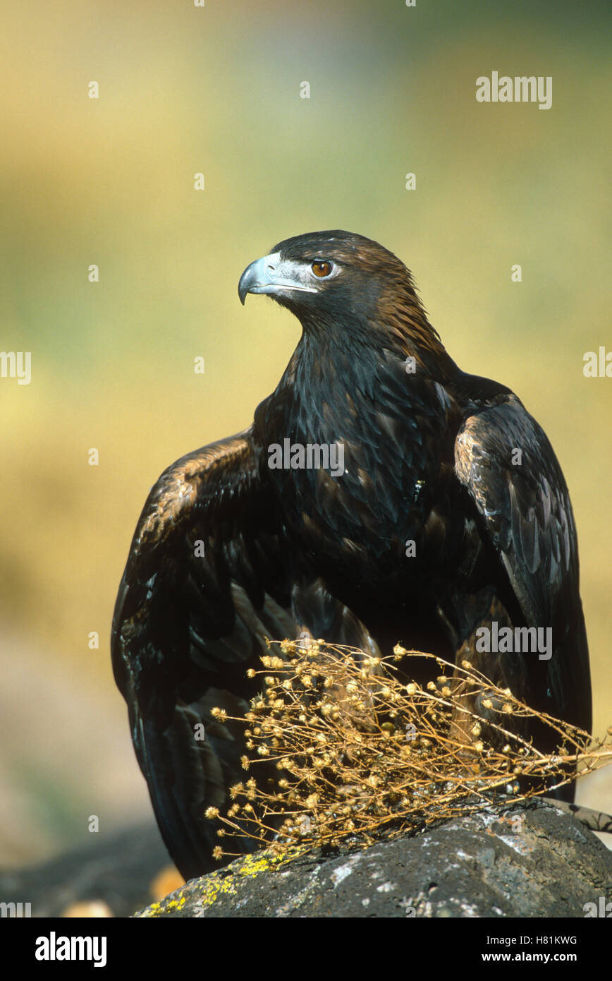 Golden Eagle (Aquila chrysaetos), Albuquerque, New Mexico Stock Photo ...