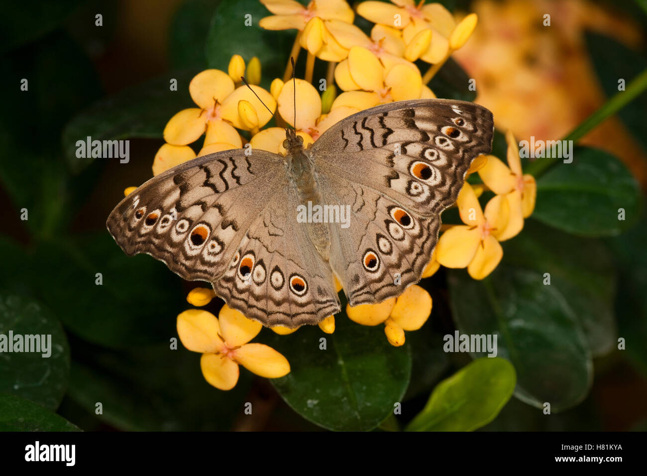 Grey Pansy (Junonia atlites) butterfly, Tucson, Arizona Stock Photo - Alamy