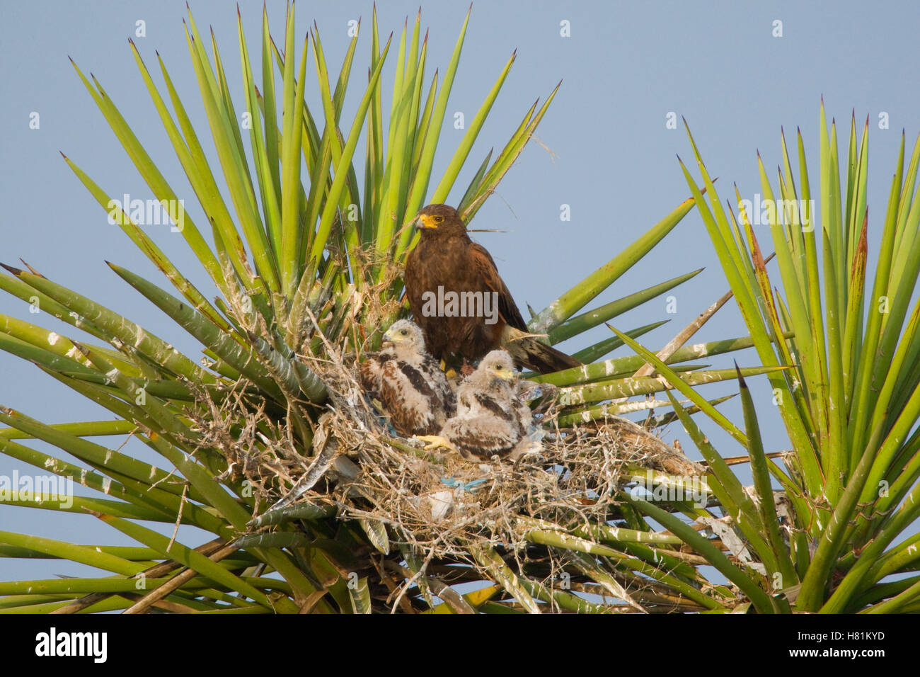 Harris' Hawk (Parabuteo unicinctus) parent in nest with chicks, Texas ...