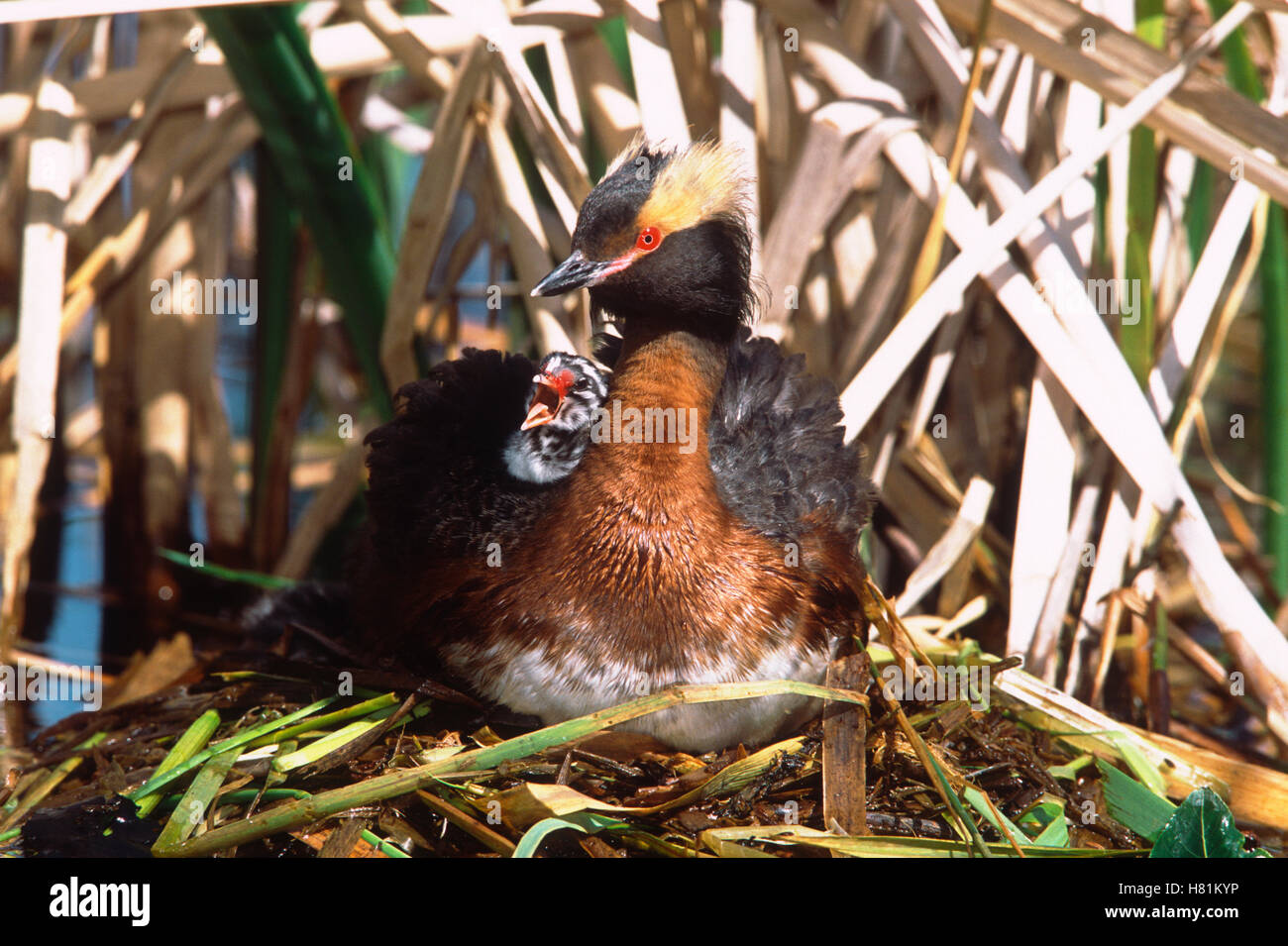 Horned Grebe (Podiceps auritus) male with chick on nest, Saskatchewan ...