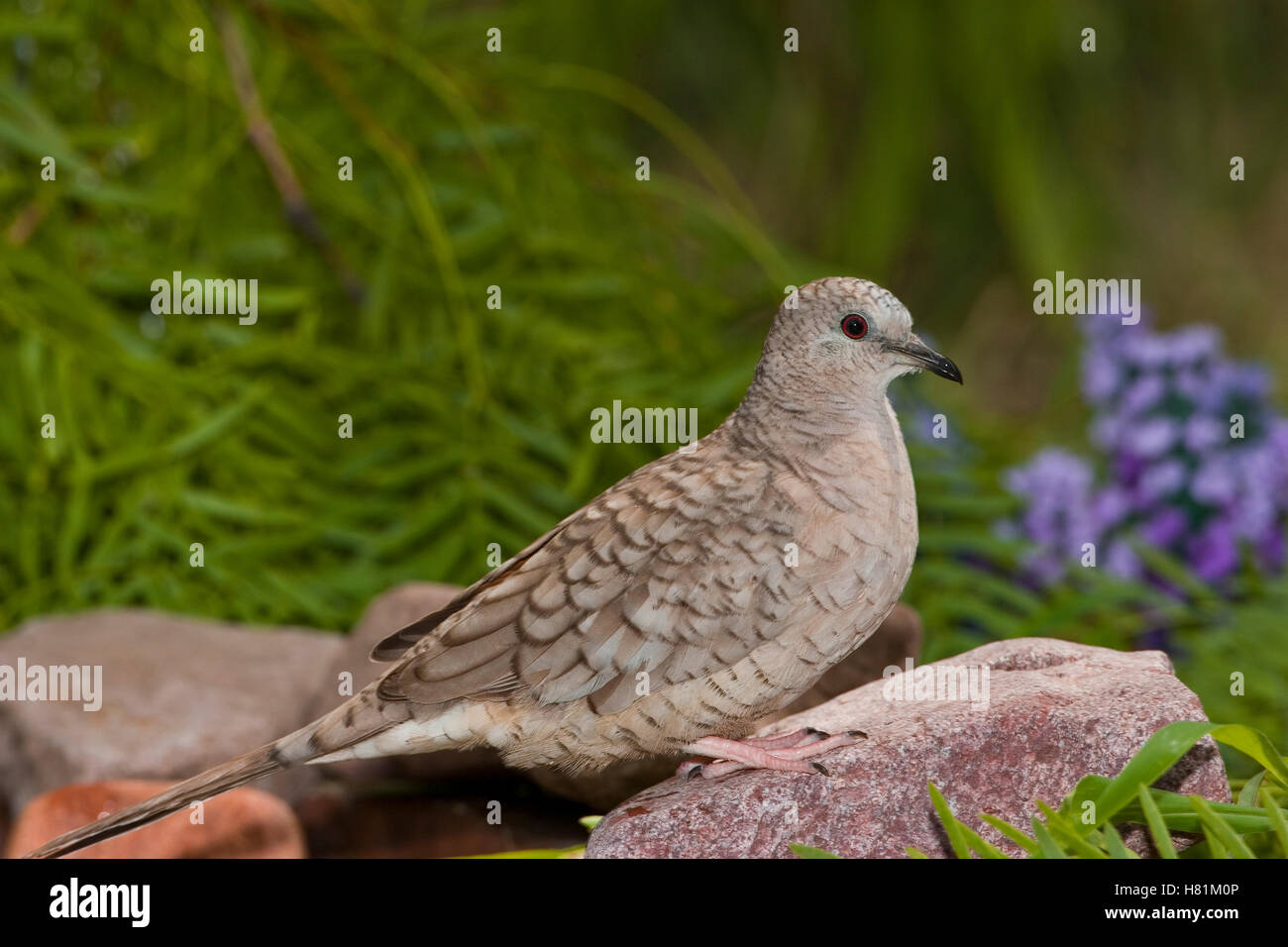 Inca Dove (Columbina inca), Rio Grande Valley, Texas Stock Photo - Alamy