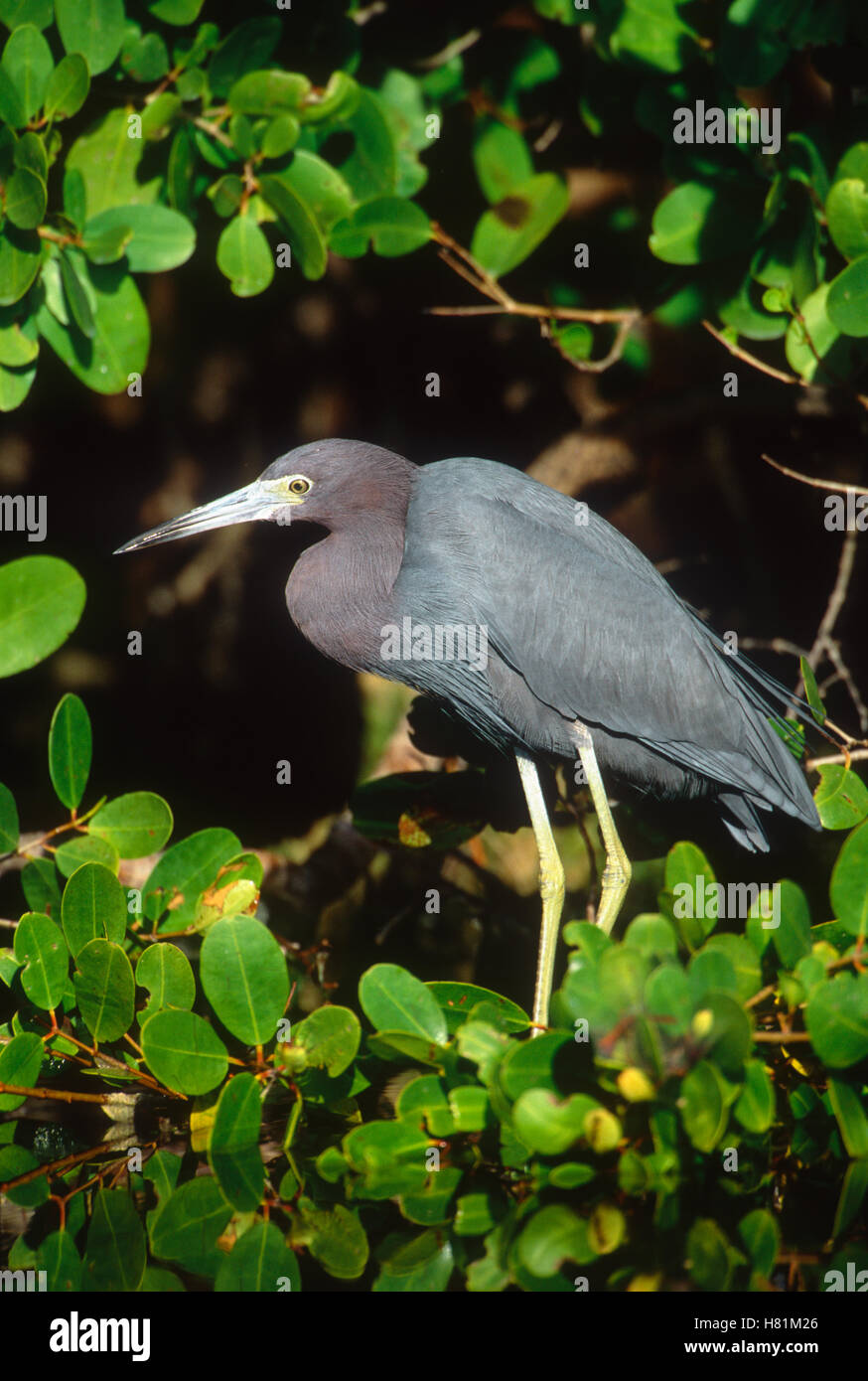 Little Blue Heron (Egretta caerulea), Florida Stock Photo - Alamy