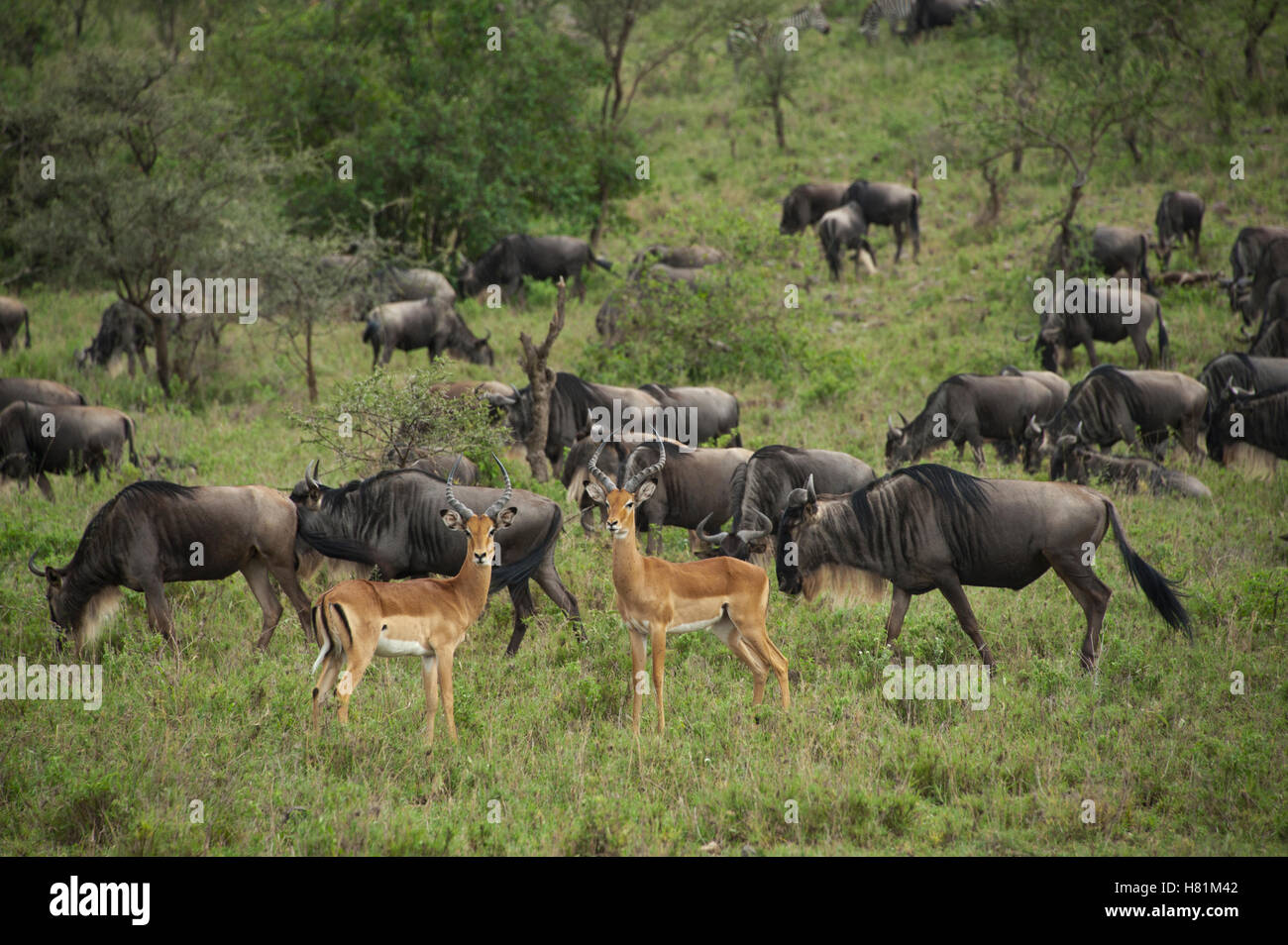 Blue Wildebeest (Connochaetes taurinus) herd and Impala (Aepyceros ...