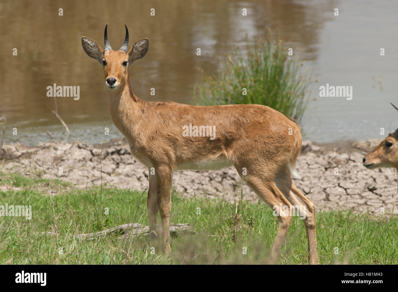 Bohor Reedbuck (Redunca redunca) male, Ngorongoro Conservation Area ...